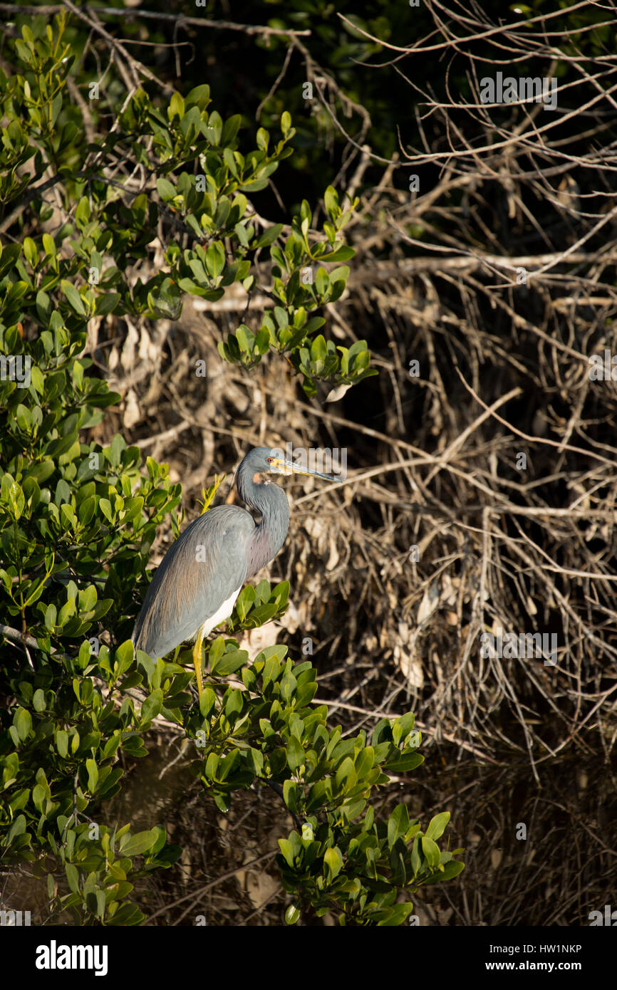 Tricolored heron at Merritt Island National Wildlife Refuge, FL Stock ...