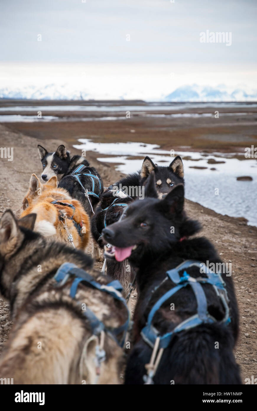 Sledding dogs ready to pull the sled in Svalbard, Arctic Stock Photo ...