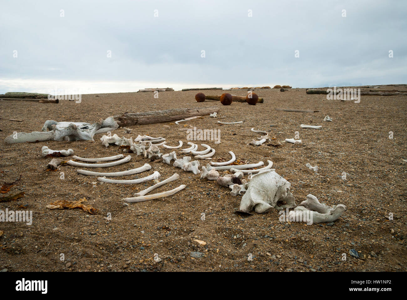 Walrus skeleton on the pebble stone shore, Svalbard, Norway Stock Photo ...