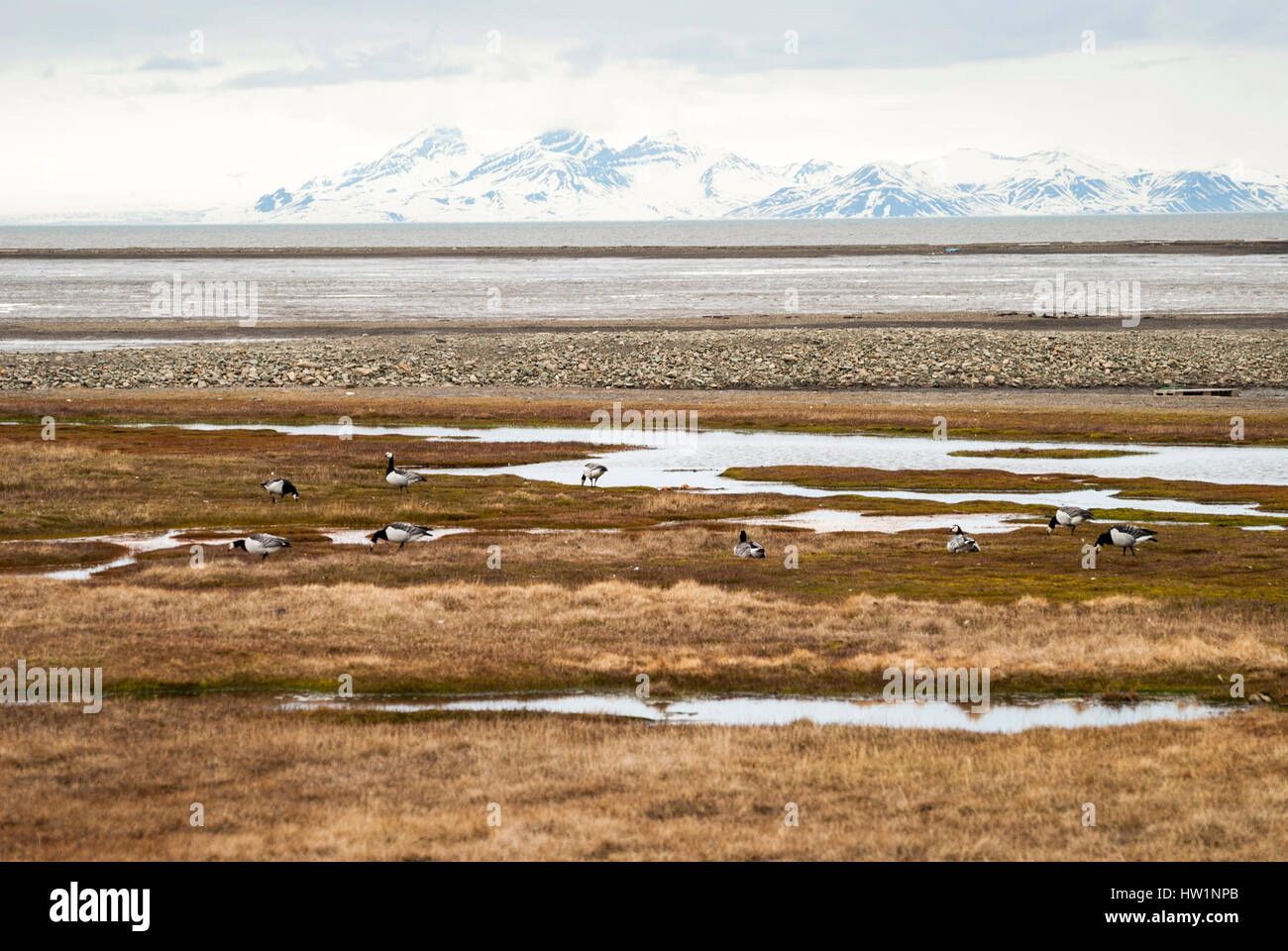 Arctic tundra hi-res stock photography and images - Alamy