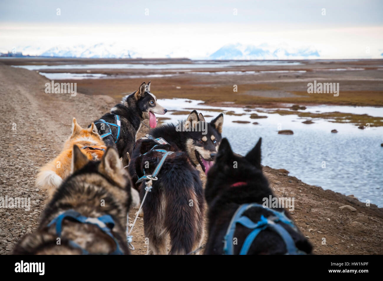 Sledding dogs ready to pull the sled in Svalbard, Arctic Stock Photo ...