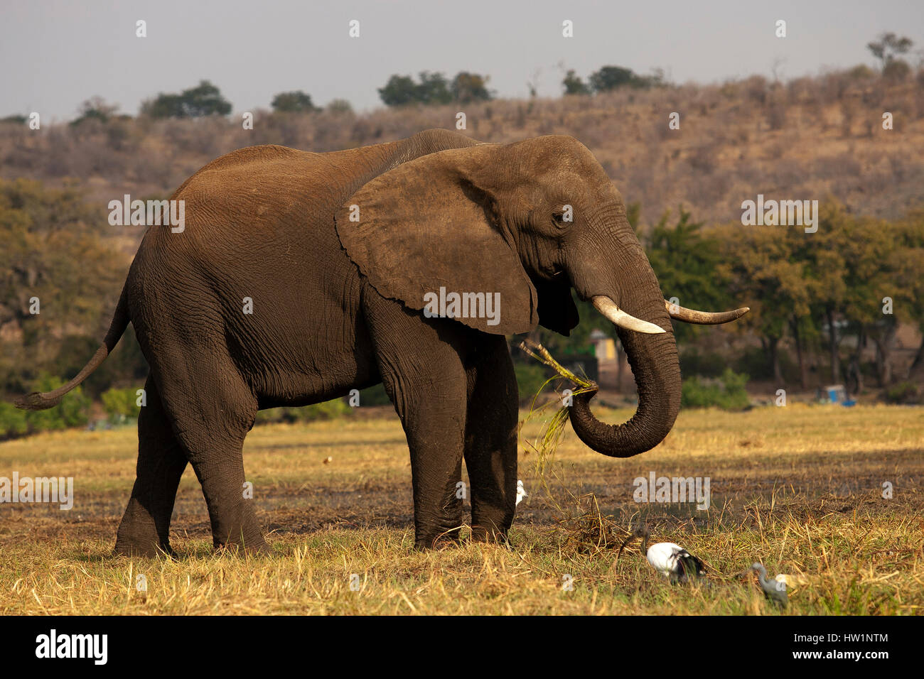 Elephants at Chobe river, Chobe National Park, Botswana Stock Photo - Alamy