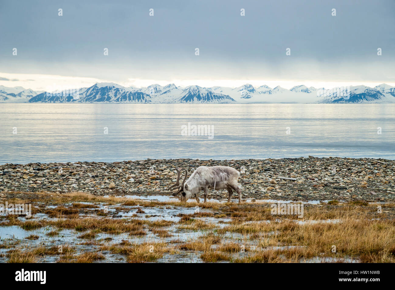 Reindeer eating grass infront of the sea and mountains in slow in ...