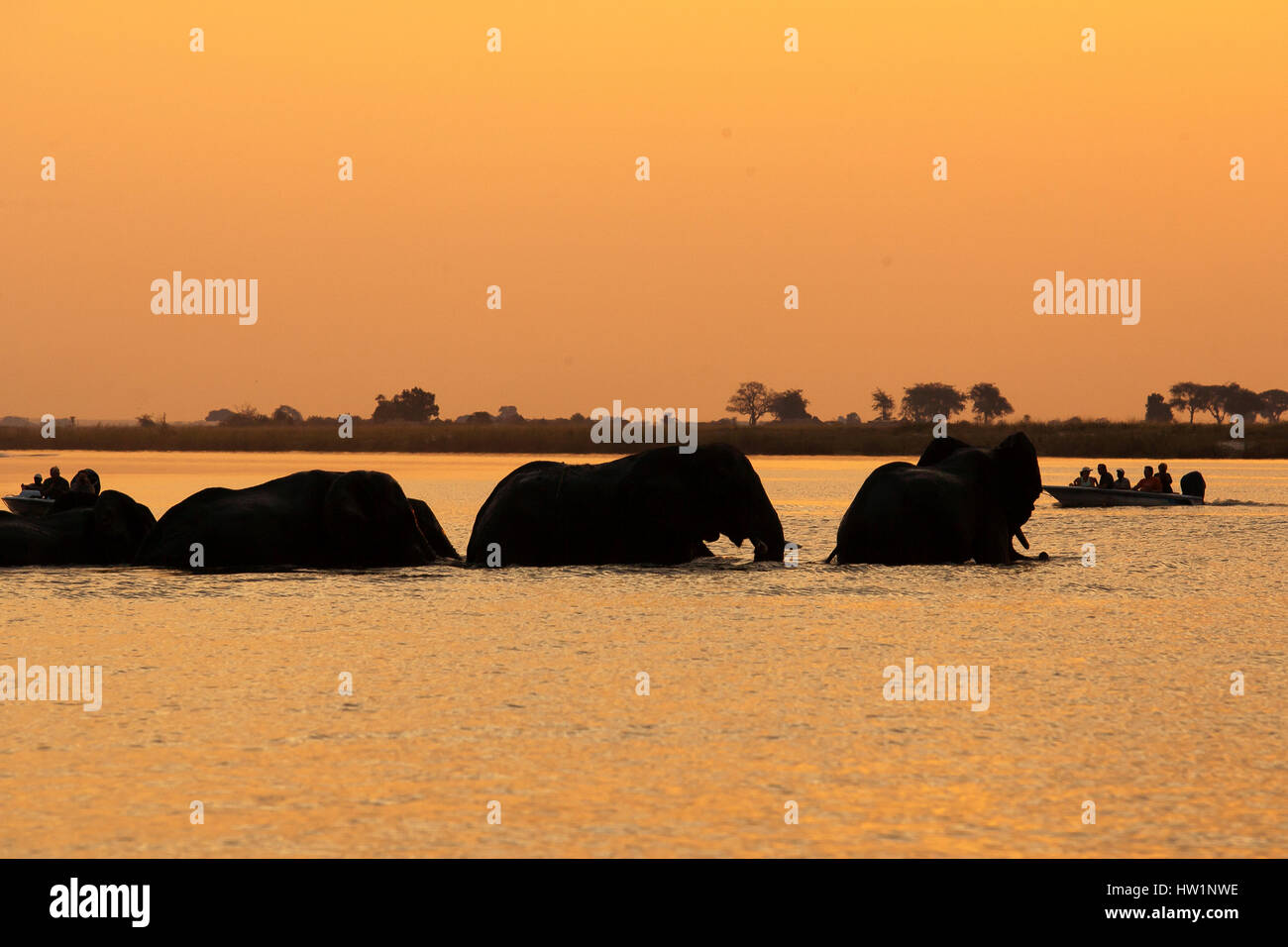 Elephants at Chobe river, Chobe National Park, Botswana Stock Photo - Alamy