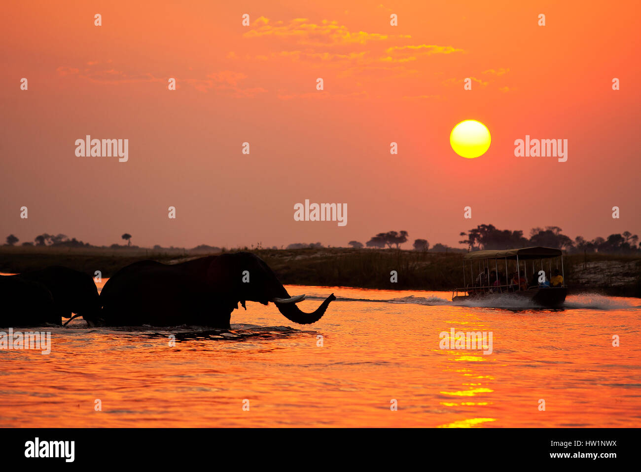 Elephants crossing Chobe river, Chobe National Park, Botswana Stock ...