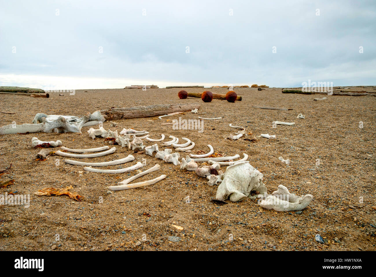Walrus skeleton hi-res stock photography and images - Alamy