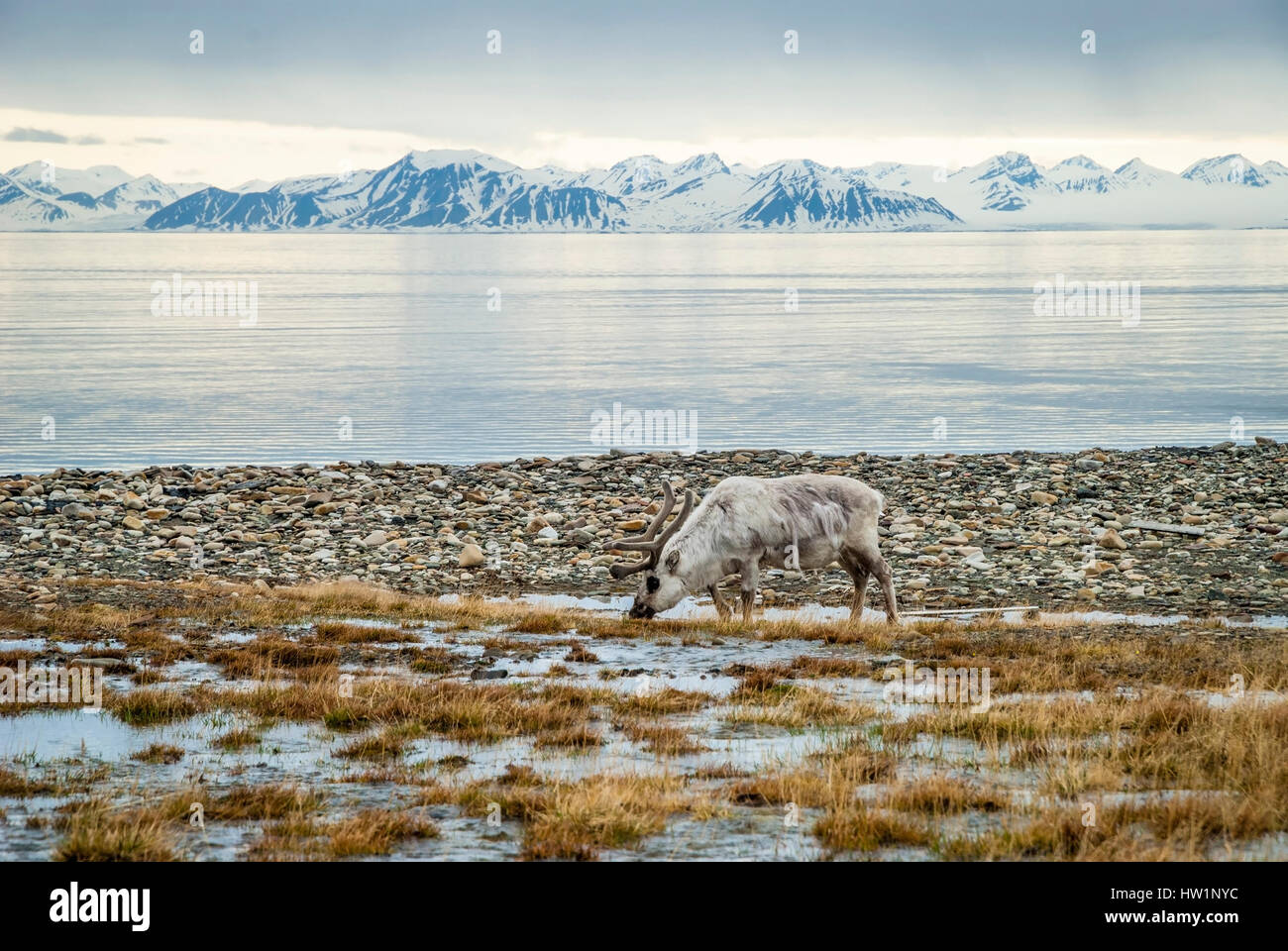 Scandinavian tundra reindeer hi-res stock photography and images - Alamy