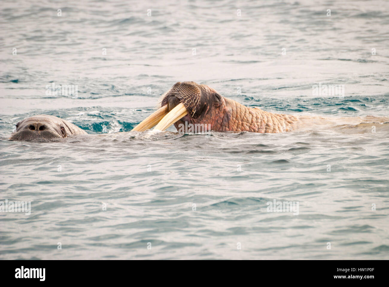 Swimming walrus hi-res stock photography and images - Alamy