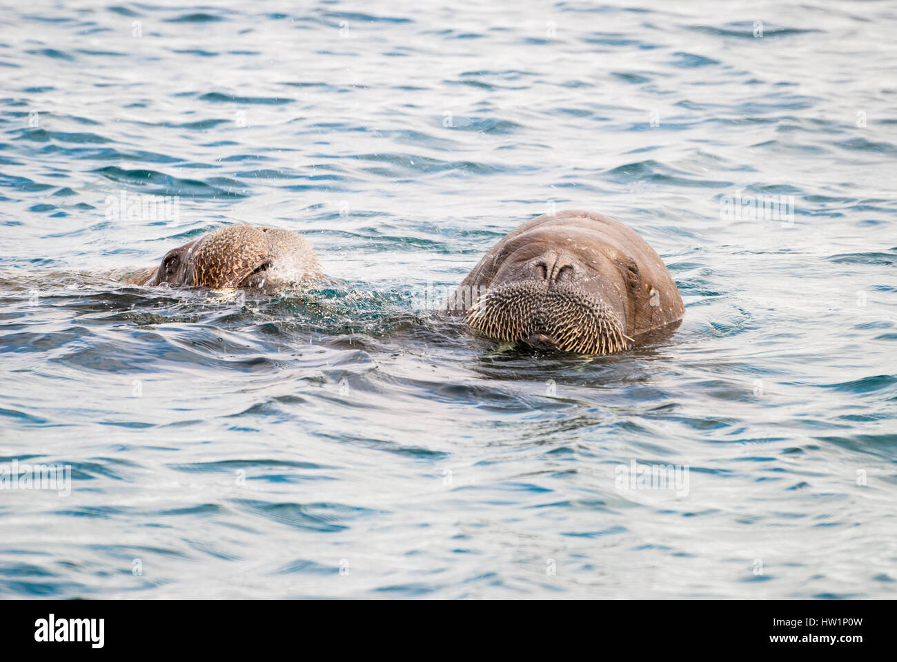 Walruses swimming in the sea Stock Photo - Alamy