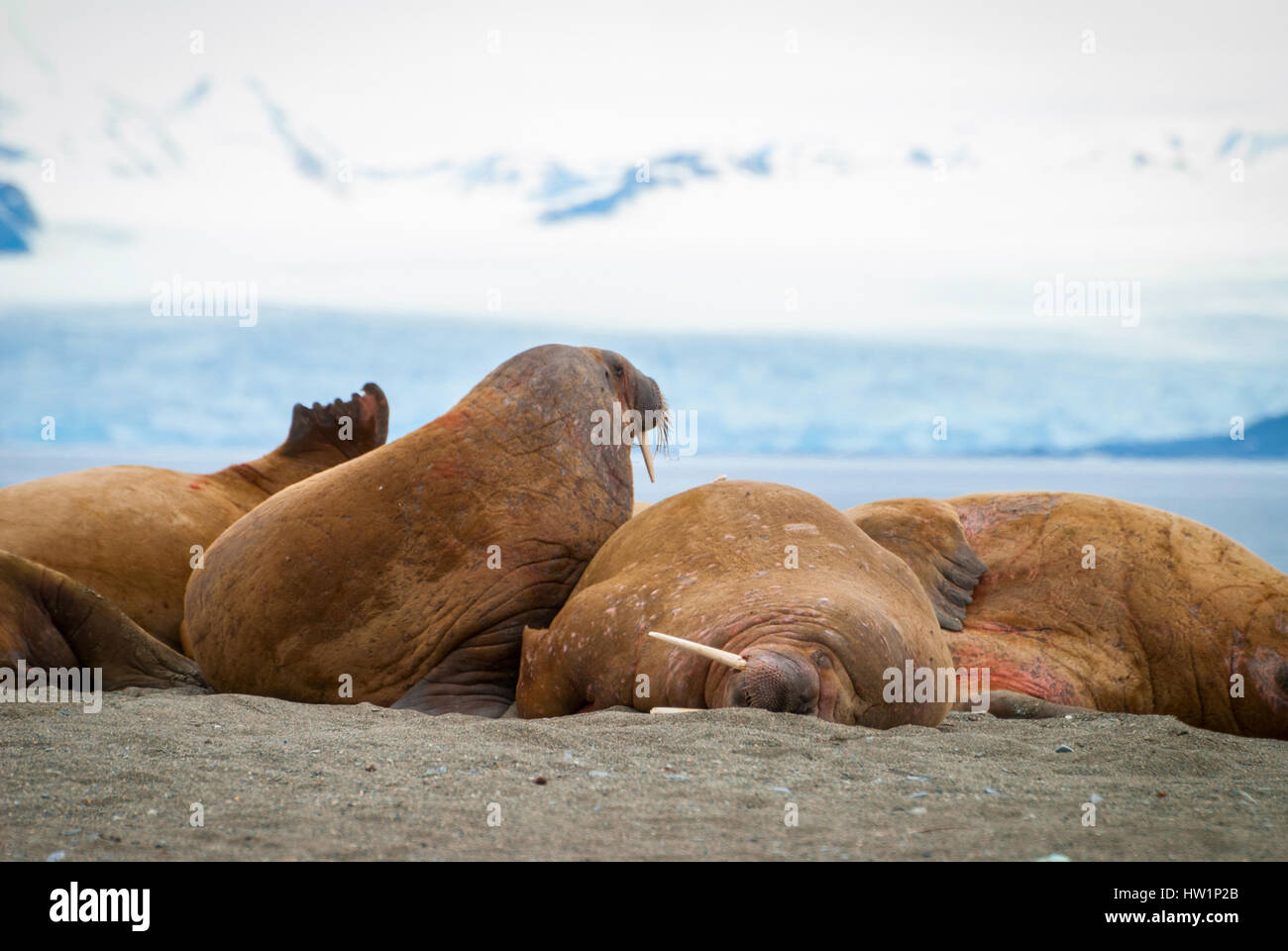 Male walruses hi-res stock photography and images - Alamy
