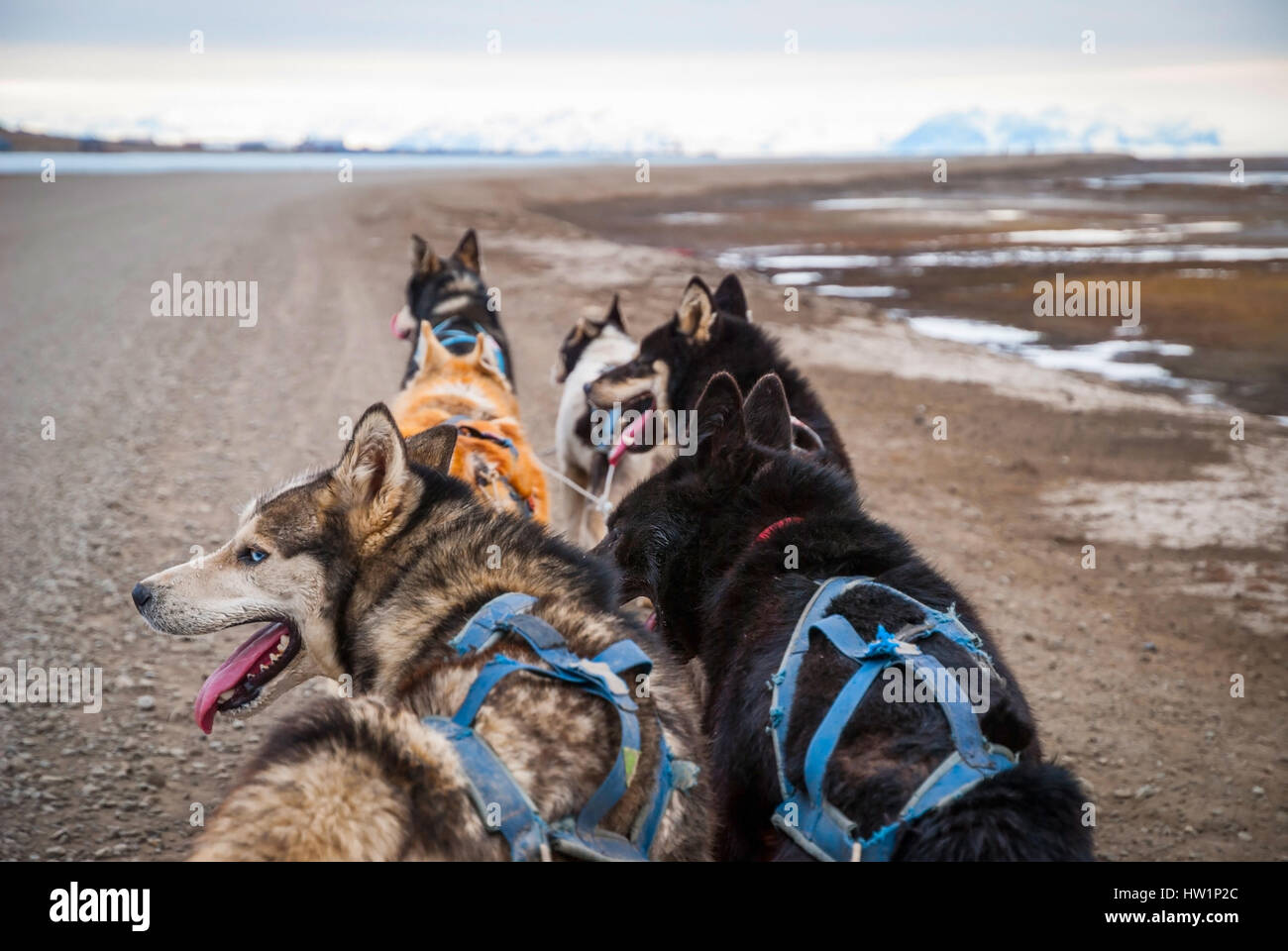 Sledding dogs ready to pull the sled in Svalbard, Arctic Stock Photo ...