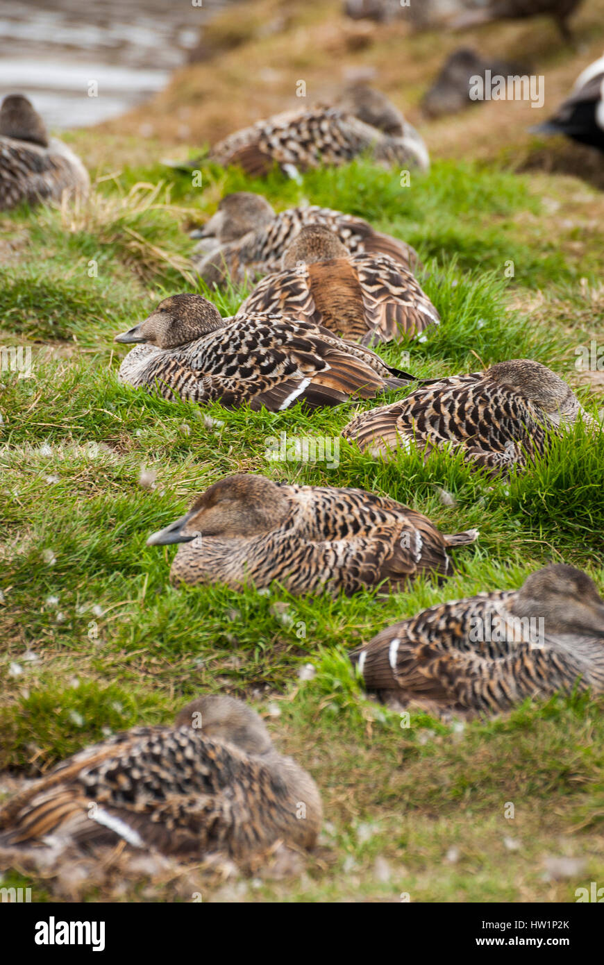 Female common eider birds nesting in Svalbard, Arctic, Norway Stock ...