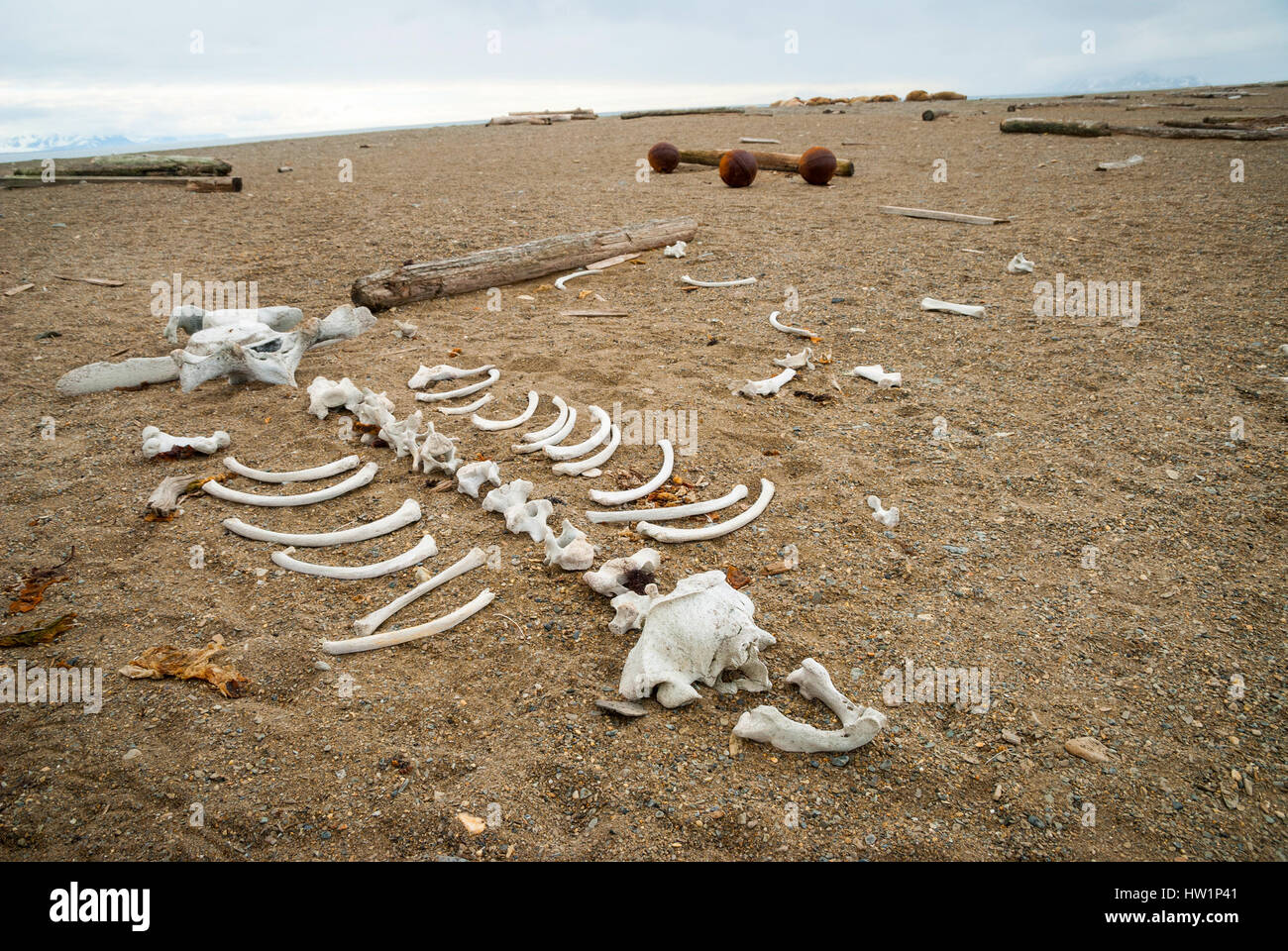 Walrus Skeleton