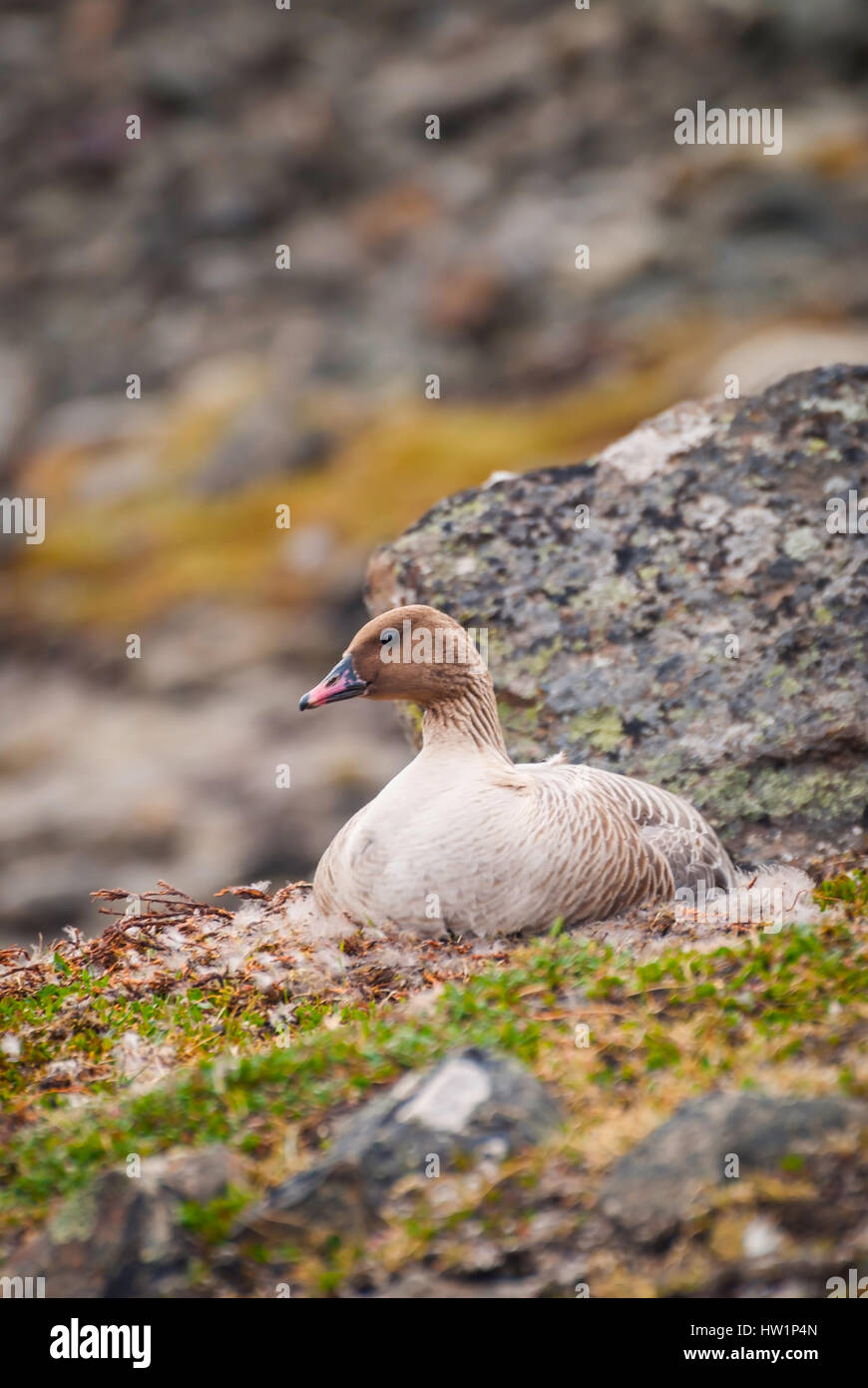 Grater white fronted goose nesting in arctic tundra Stock Photo - Alamy