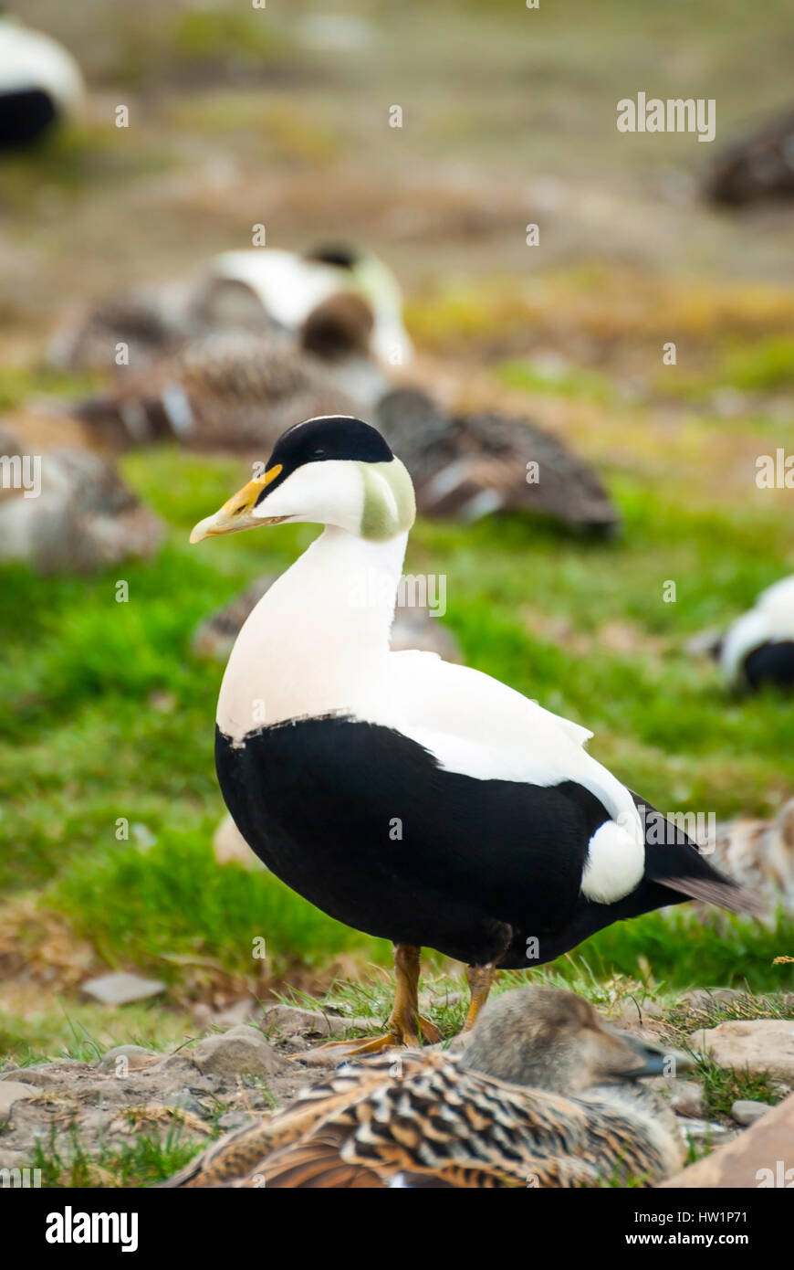 Common eider nesting in Svalbard, Arctic, Norway Stock Photo - Alamy