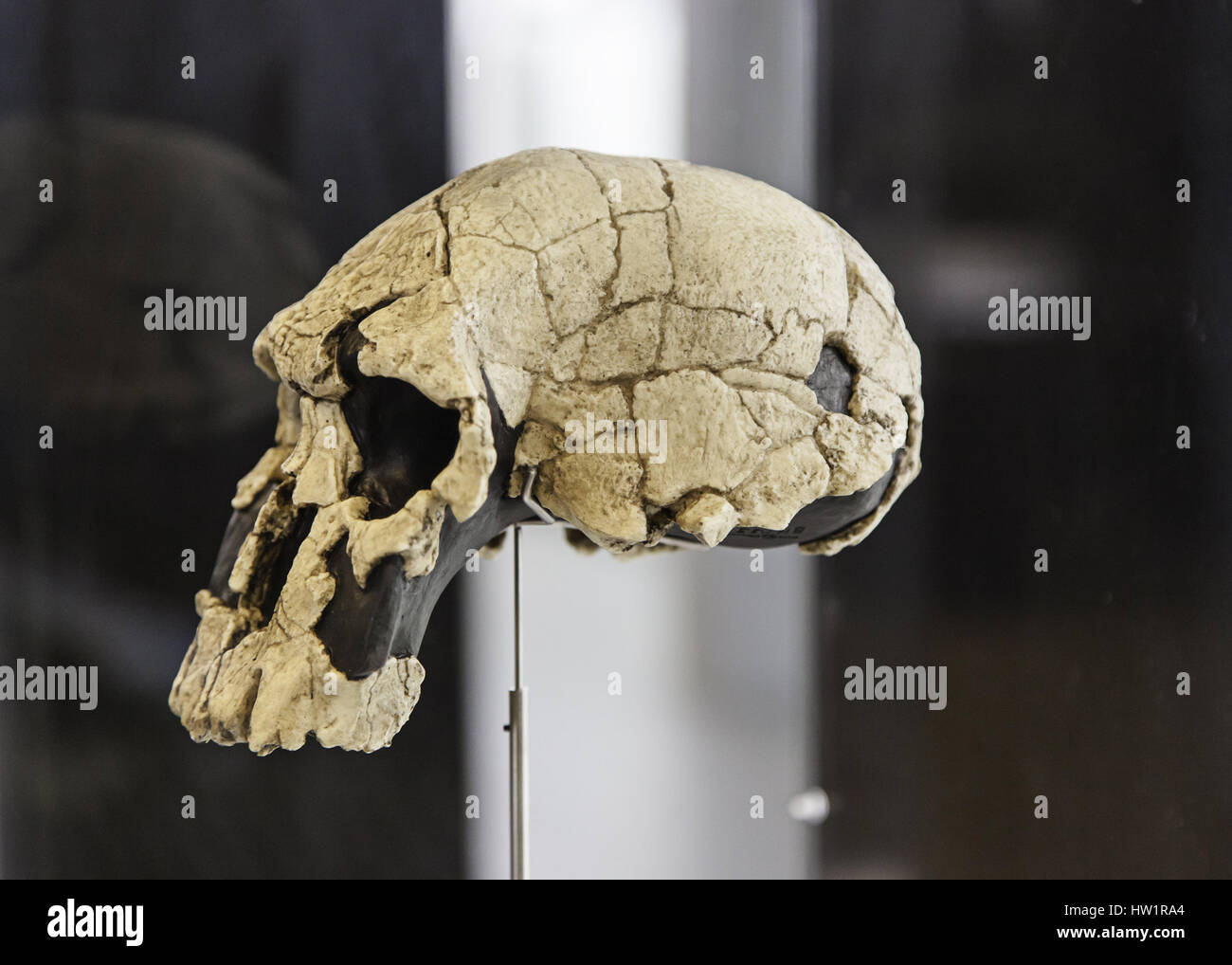 Neanderthal man burial hi-res stock photography and images - Alamy