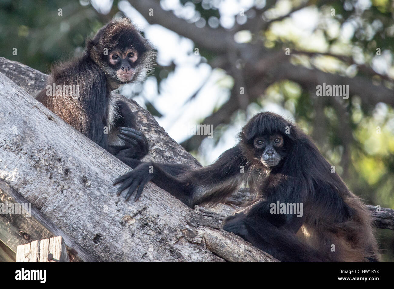 Animals in Zoo Stock Photo - Alamy