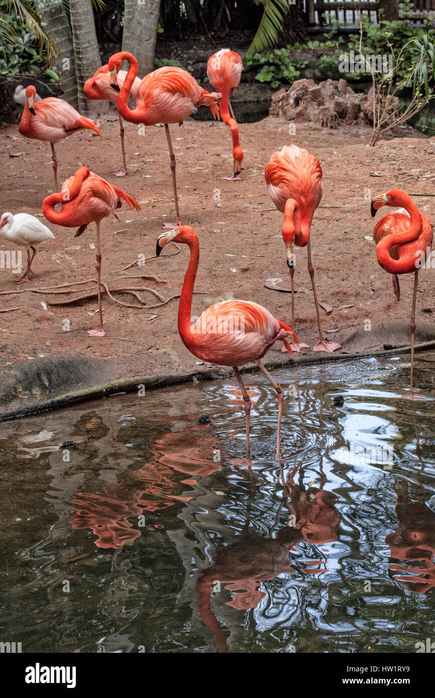 Animals in Zoo Stock Photo - Alamy