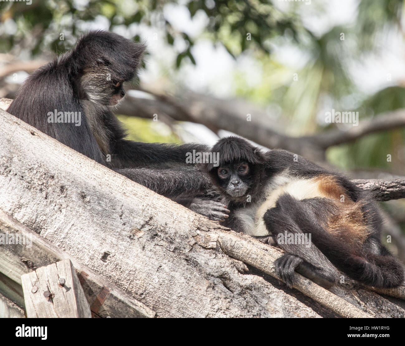 Animals in Zoo Stock Photo - Alamy