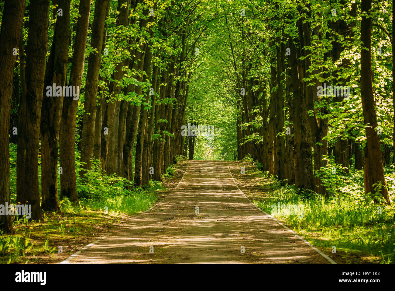 Walkway Landscape Lane Road