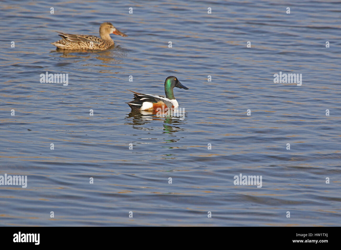 Male shoveler duck and female behind Latin name anas clypeata family anatidae shoveling water in ...