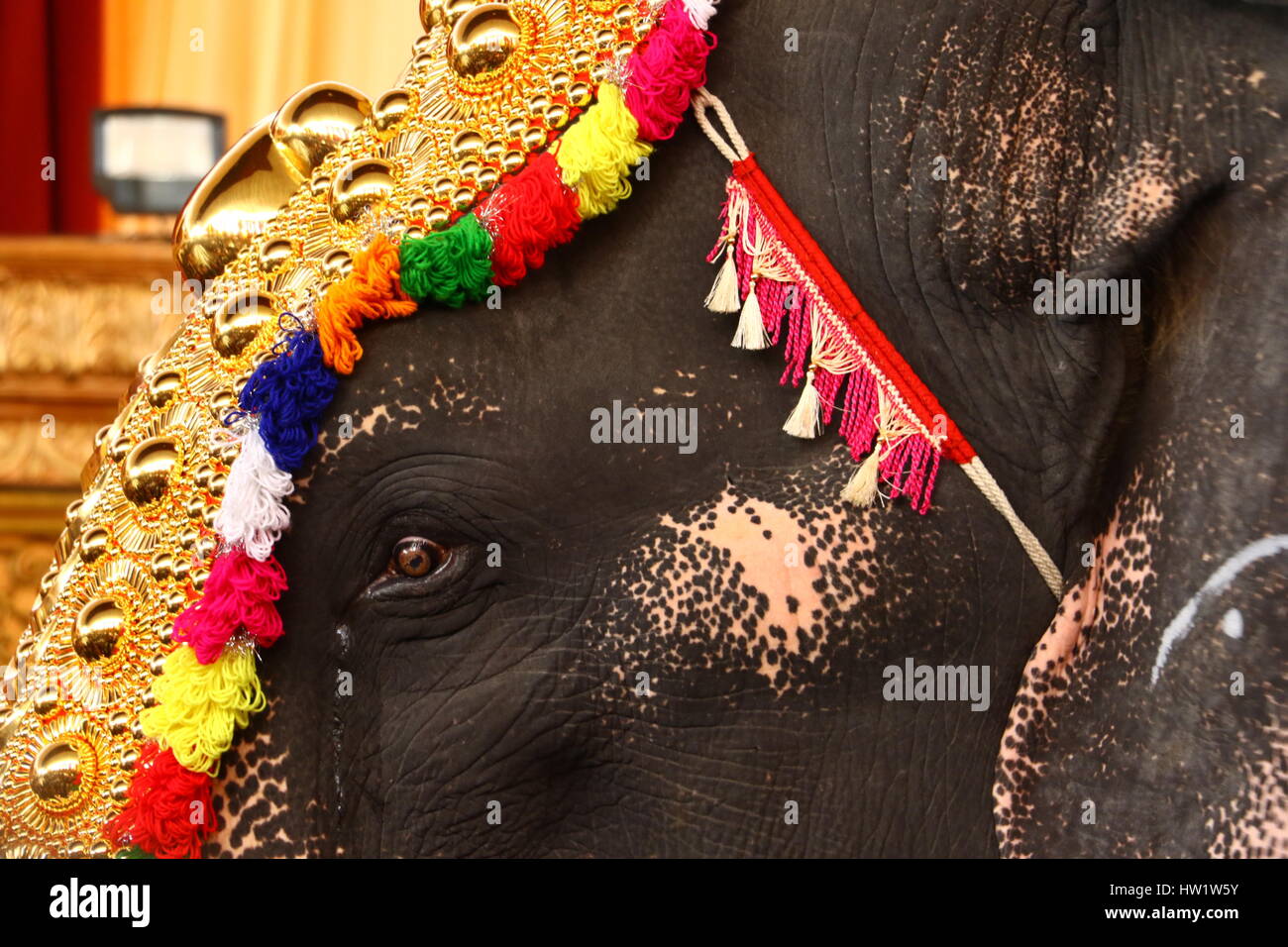 the guruvayoor keshavan looking great in his nettipattam Stock Photo ...