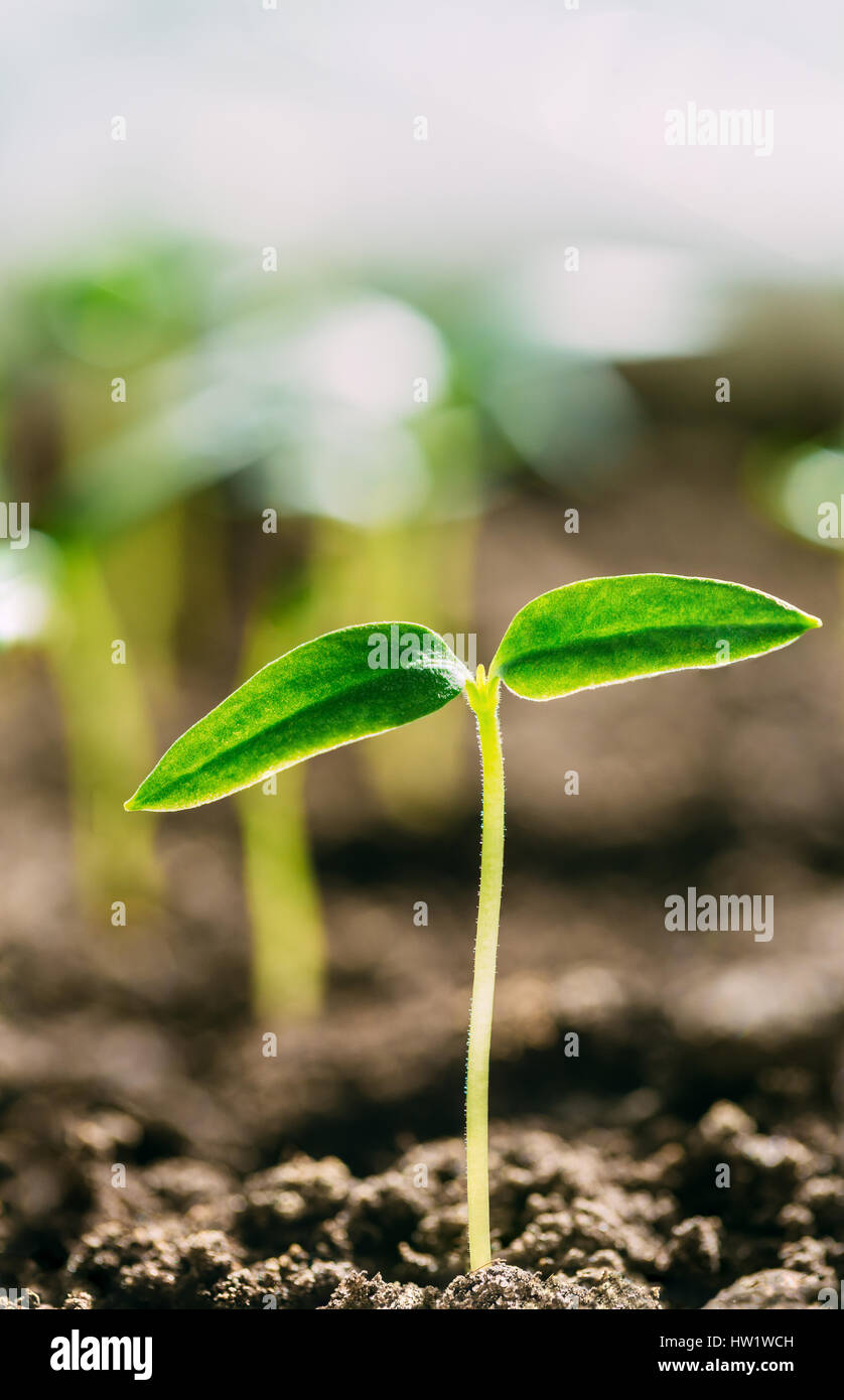 Green Sprout With Leaf, Leaves Growing From Soil On Sunlight. Spring ...