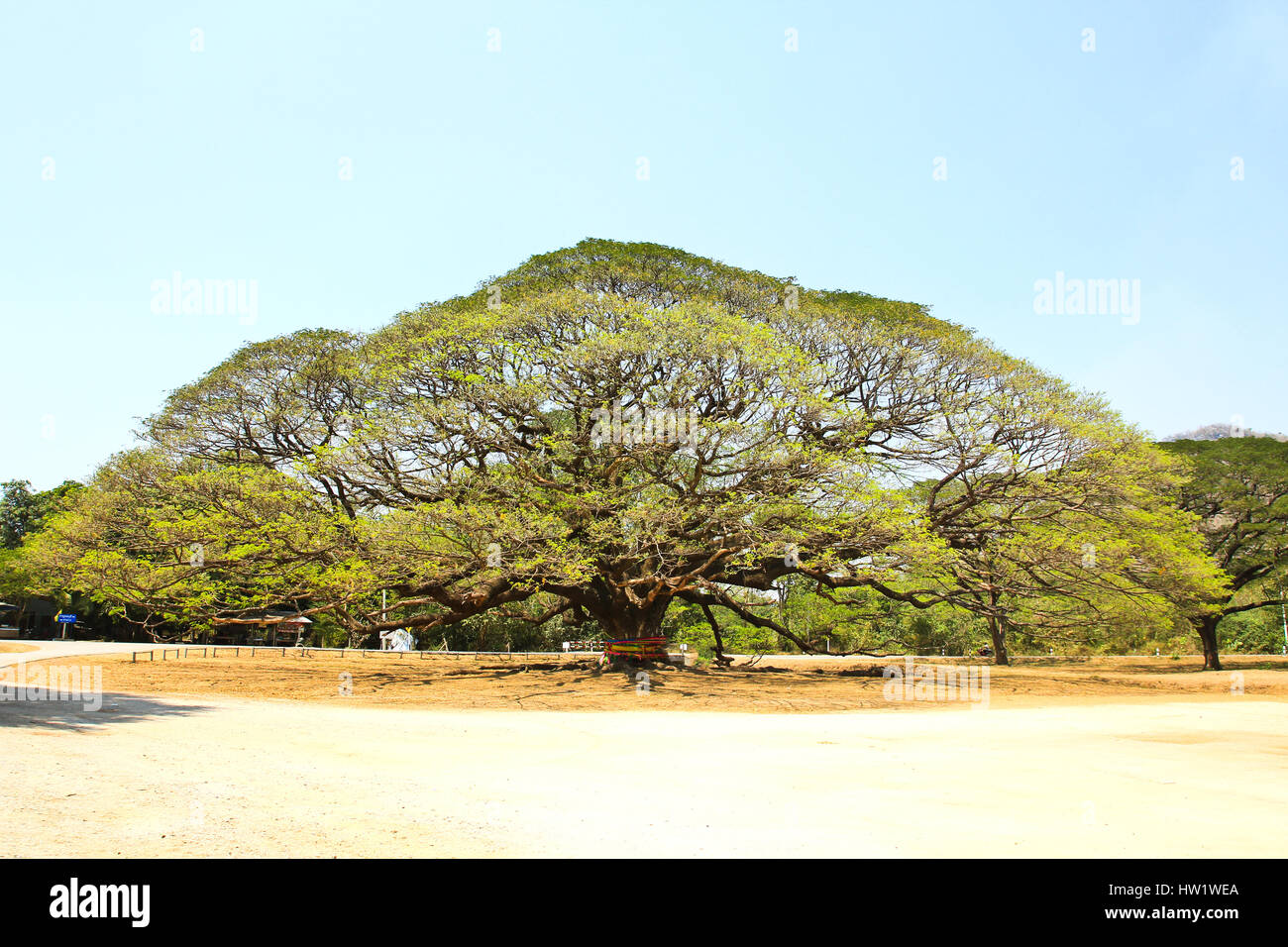 Largest Monkey Pod Tree in Kanchanaburi, Thailand Stock Photo - Alamy