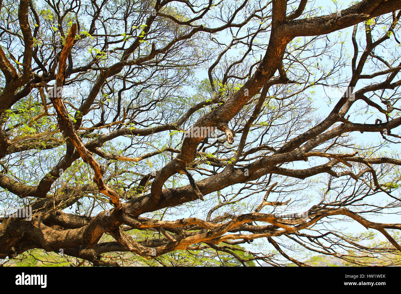 Monkey pod tree hi-res stock photography and images - Alamy