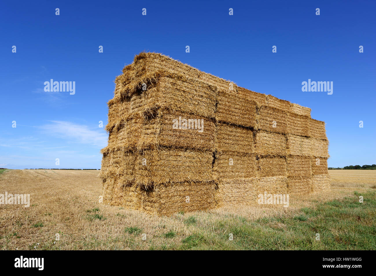 A stack of large straw bales in a Norfolk arable field, wide angle shot ...