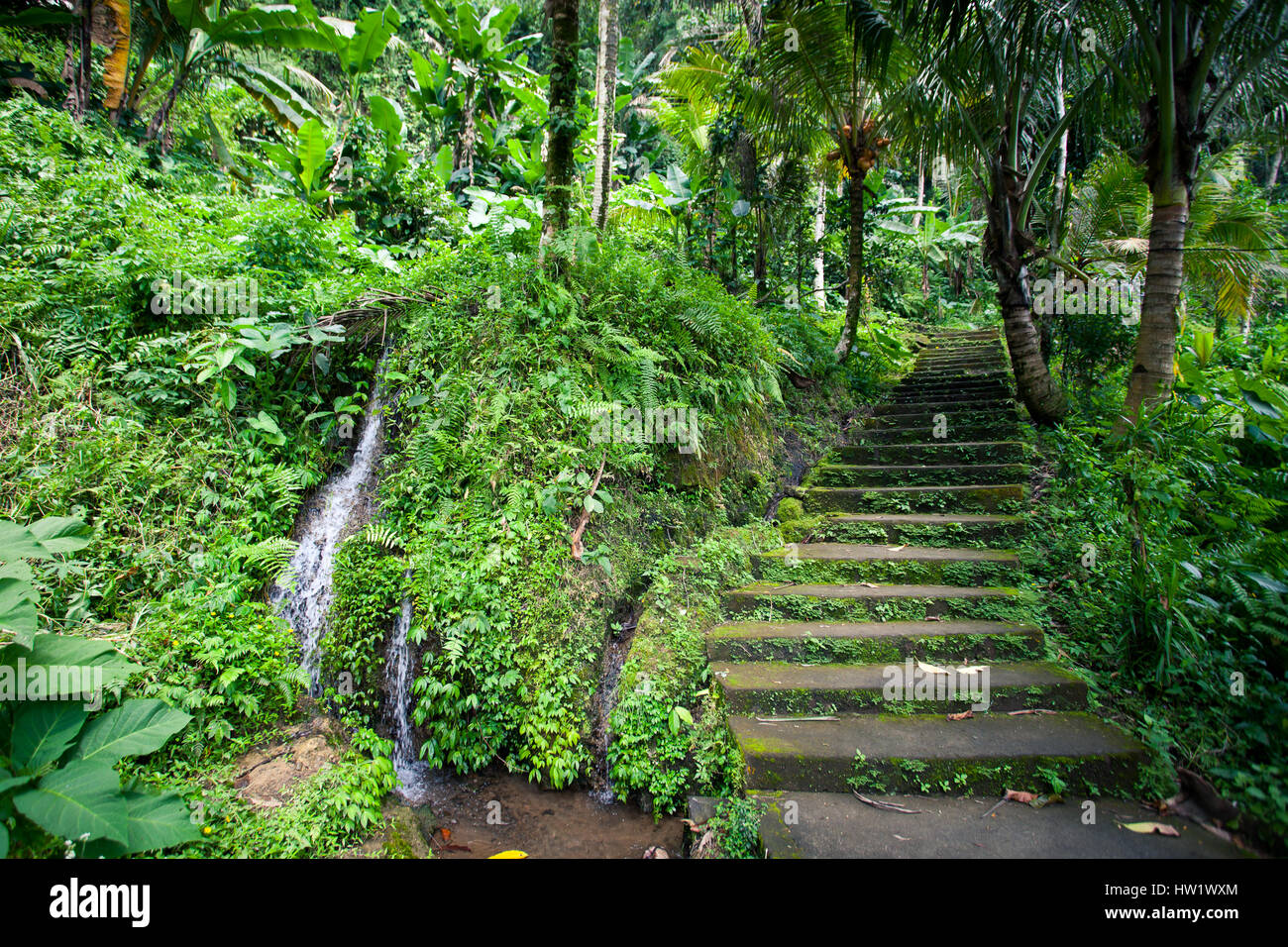 Old stone stairs in the jungle with a waterfall, lush tropical greenery ...