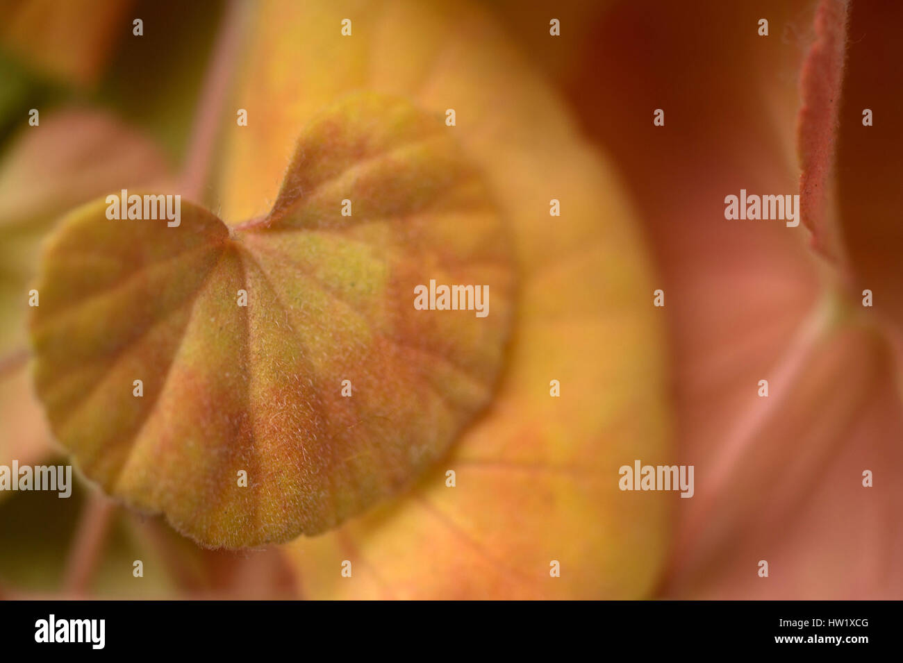 Geranium leaves hi-res stock photography and images - Alamy
