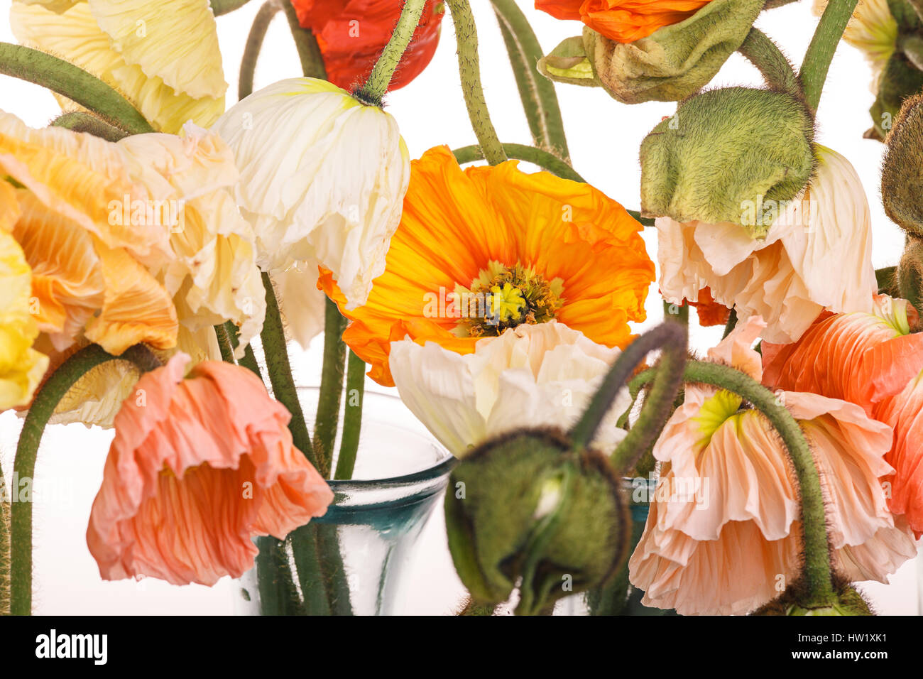 Daisy and poppy flowers bouquet Stock Photo - Alamy