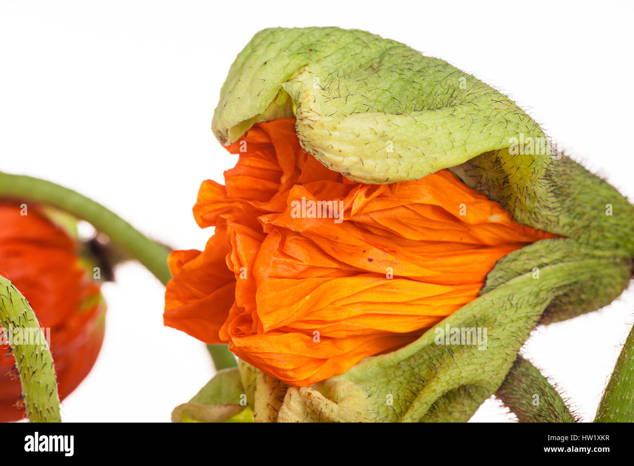 Daisy and poppy flowers bouquet Stock Photo - Alamy