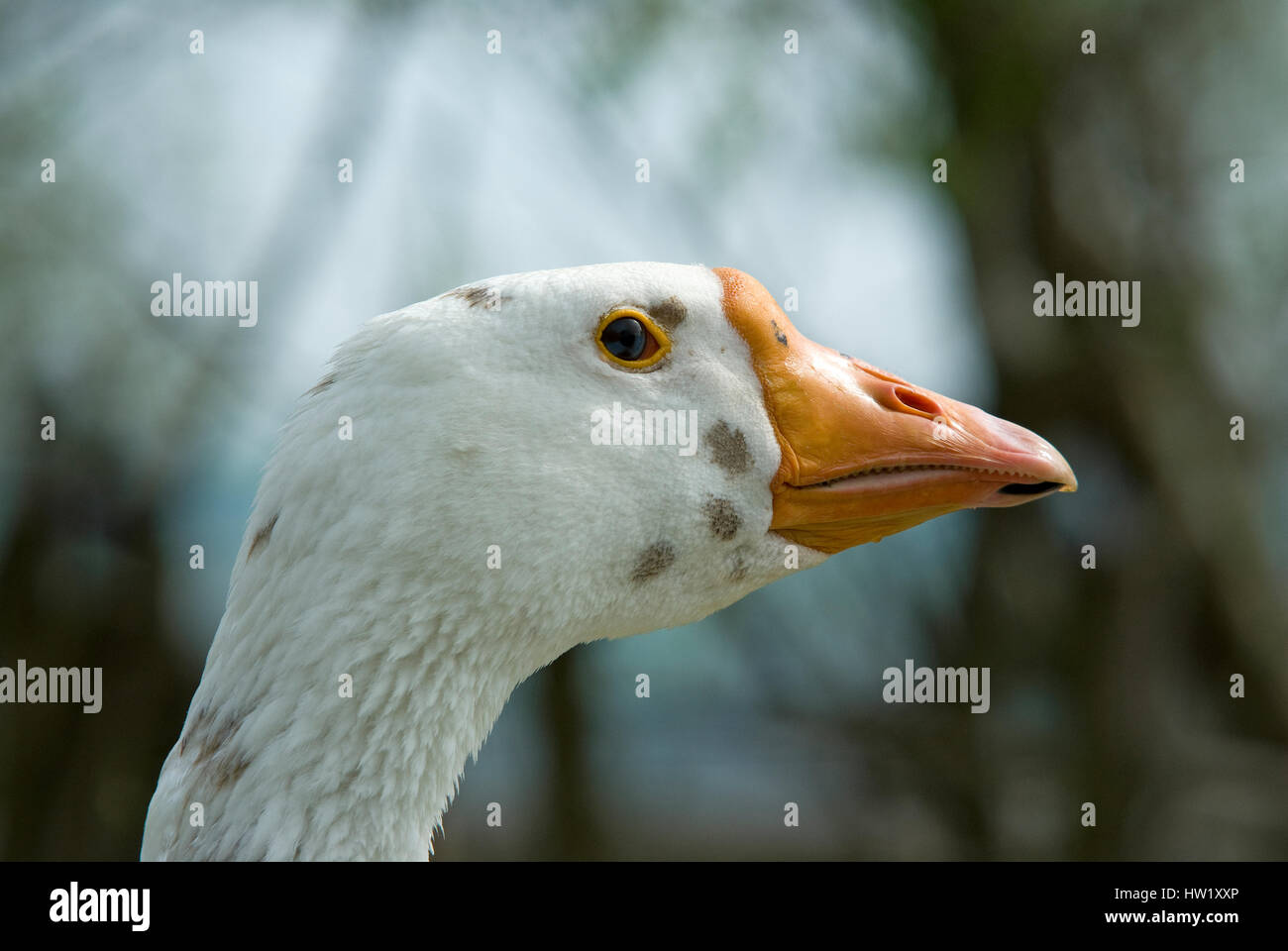 Domestic goose (Anser Anser domesticus), Tuscany, Italy Stock Photo - Alamy