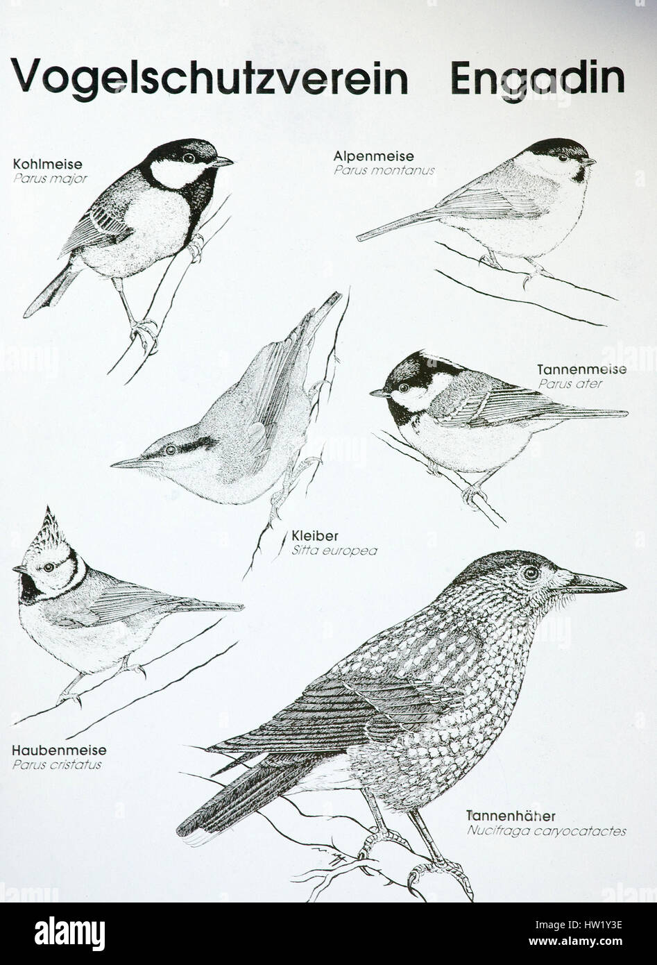 Information board about alpine birds in Roseg Valley, Engadine ...