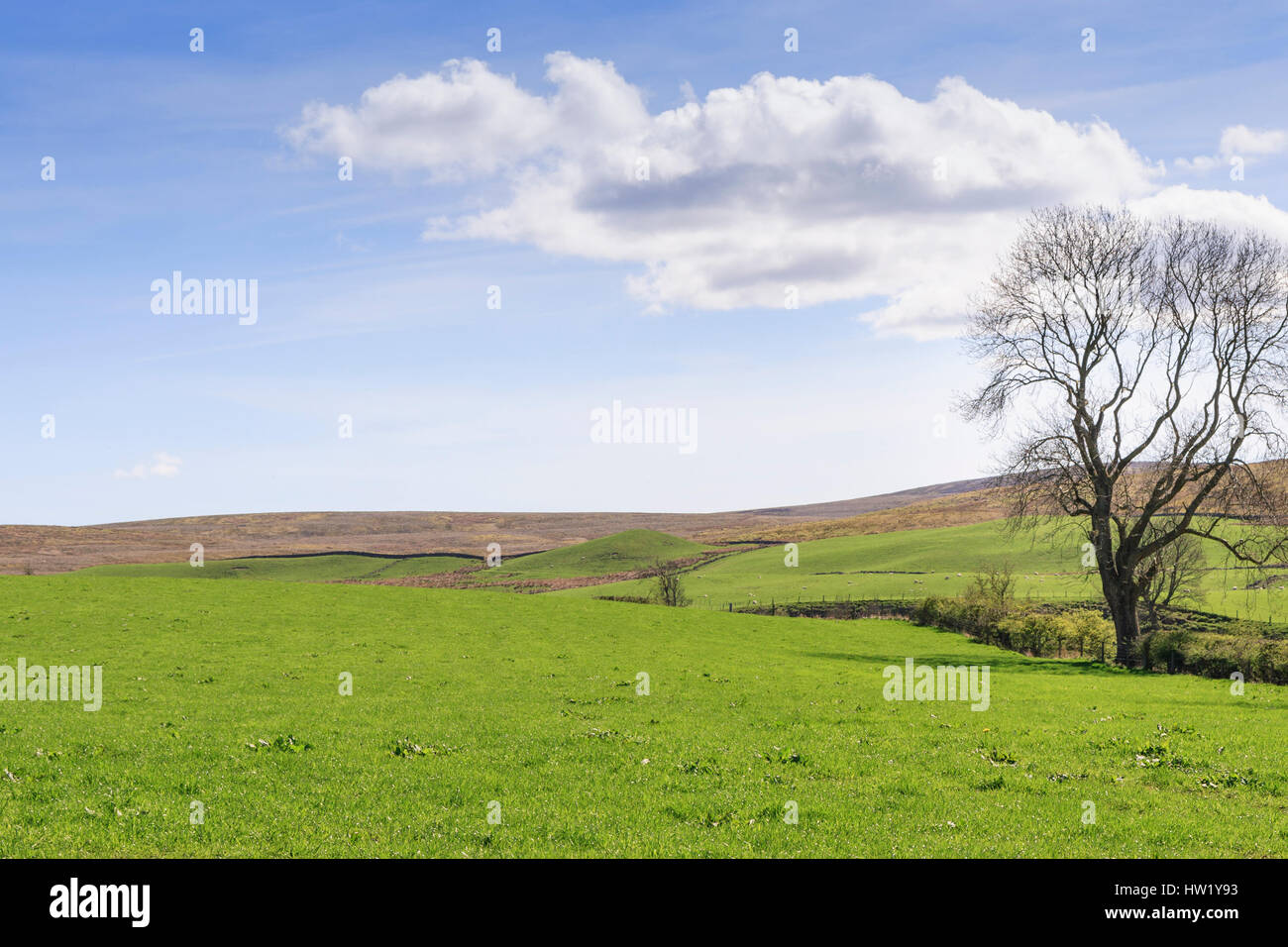 Fresh green field farmland, rolling hills and clear blue sky scenic ...