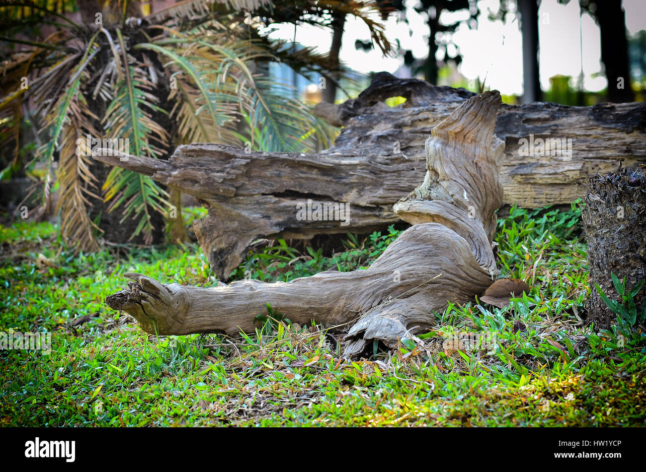 Knotty timber hi-res stock photography and images - Alamy