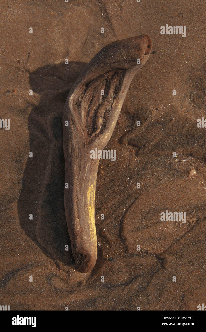 Driftwood on the Beach Stock Photo - Alamy