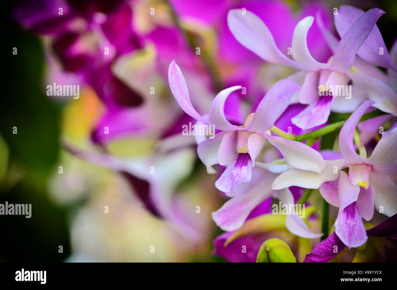 Pink fresh Orchids flowers in garden Stock Photo - Alamy
