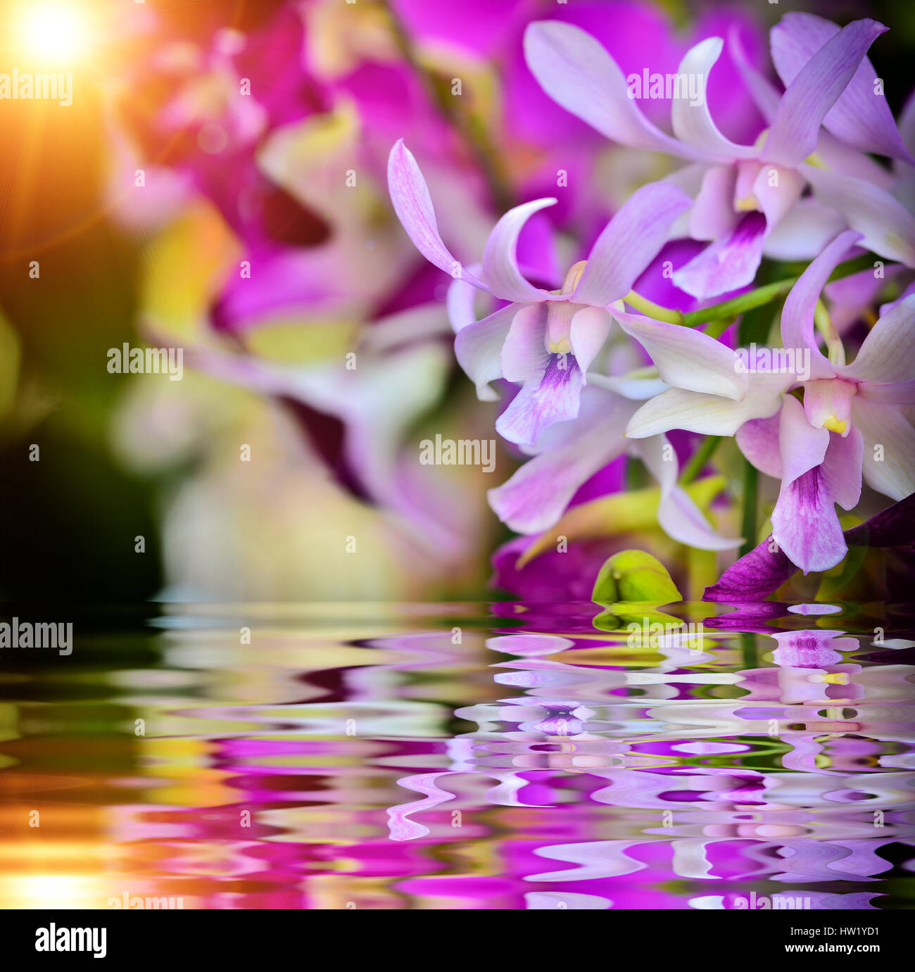 Pink fresh Orchids flowers with reflect in water Stock Photo - Alamy