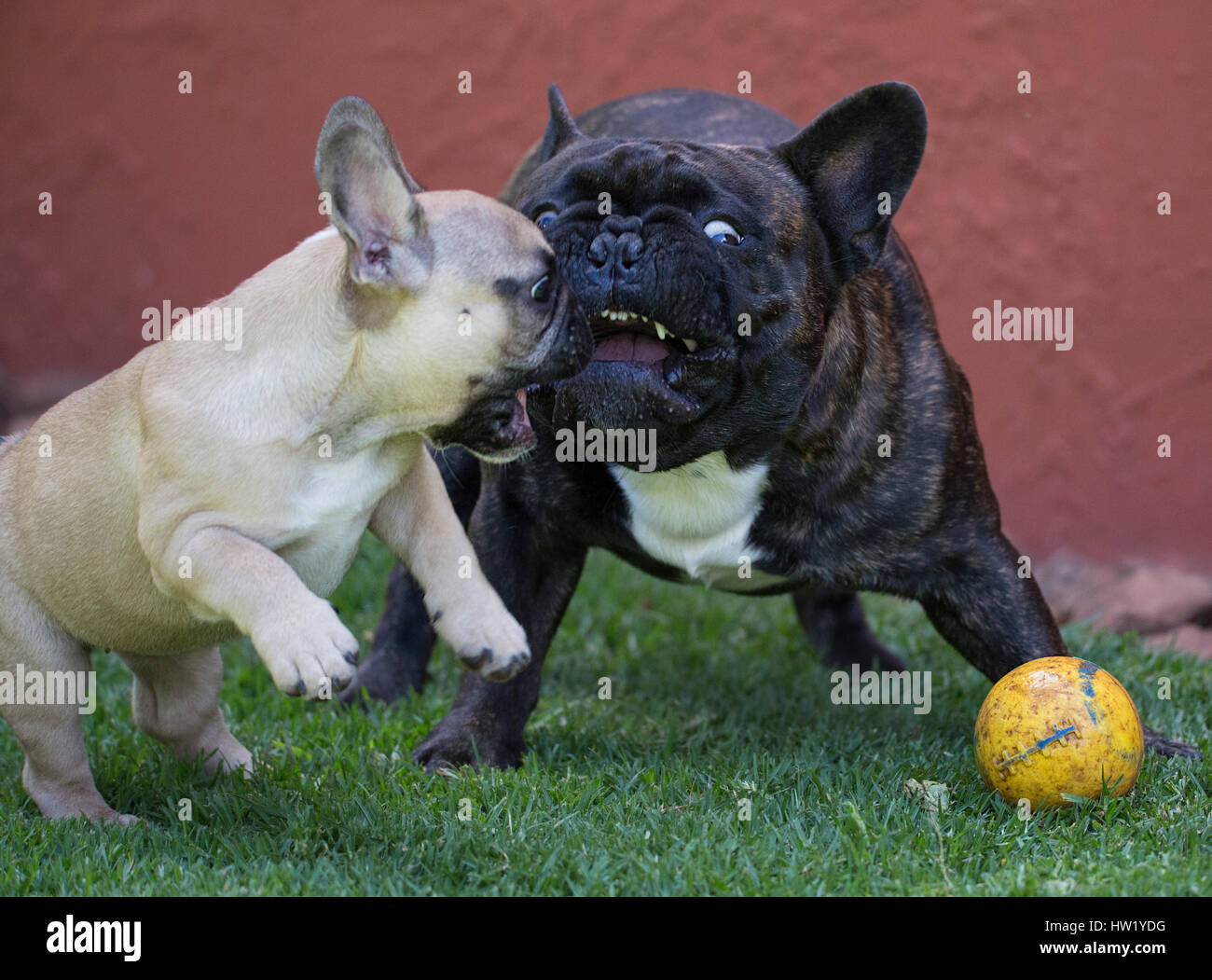 Bulldogs hi-res stock photography and images - Alamy