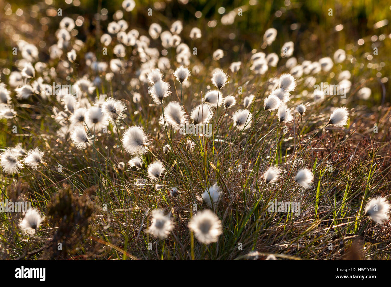 Bog cotton ireland hi-res stock photography and images - Alamy