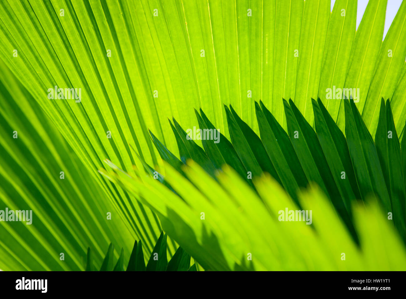 Palm leaf with diagonal lines closeup Stock Photo - Alamy