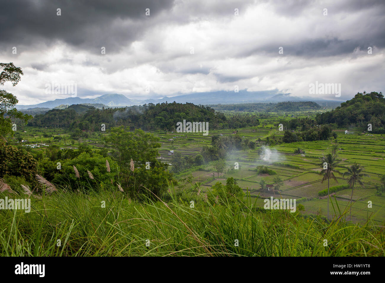 Rice field on the farm in the jungle prepared for landing Stock Photo ...