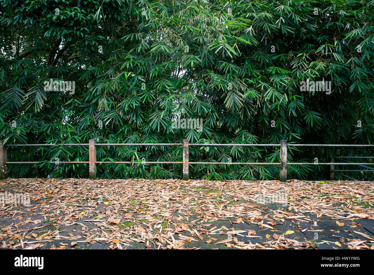 Texture autumn background from dried tropical leaves Stock Photo - Alamy