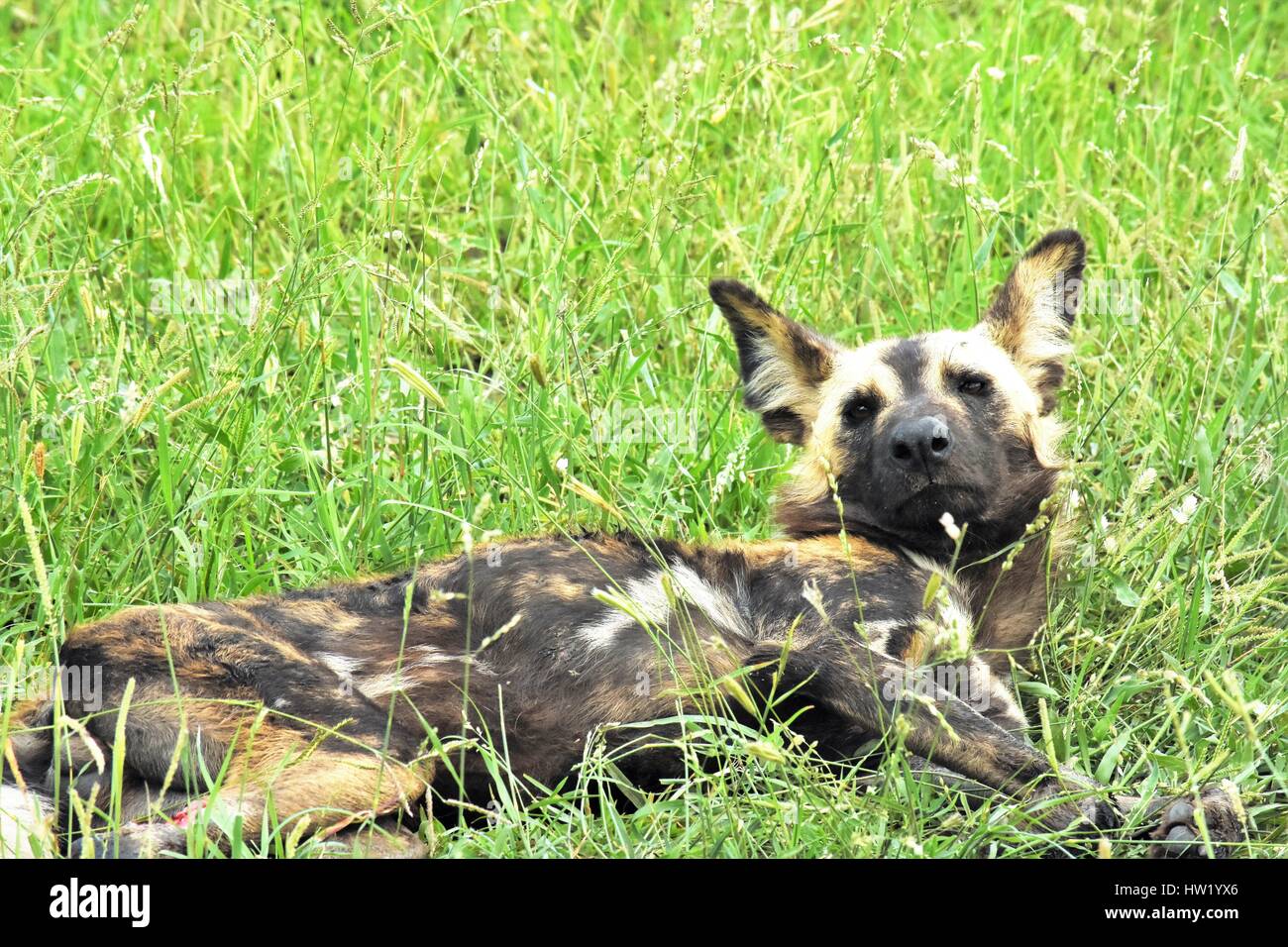 African wild dogs Stock Photo - Alamy