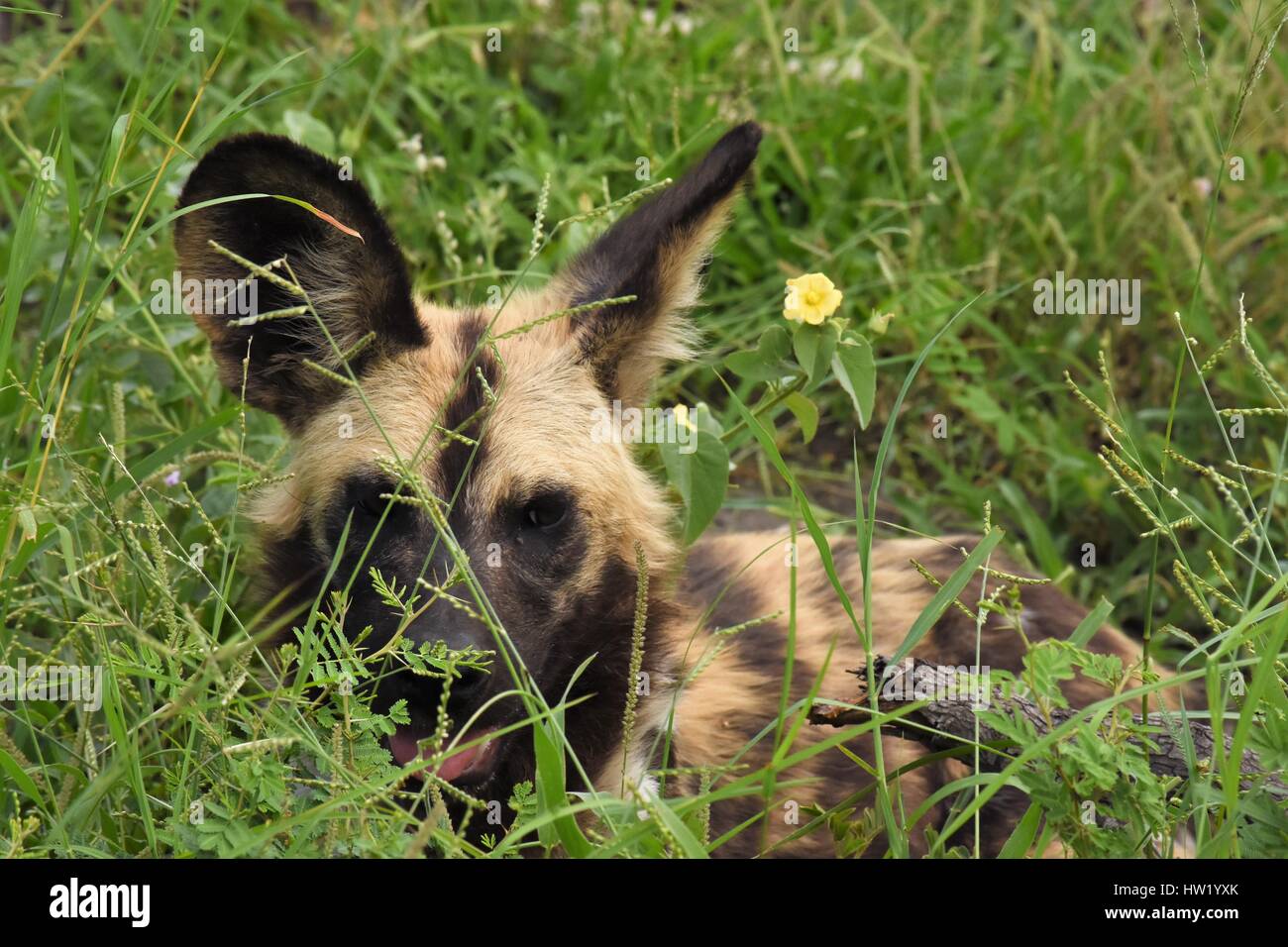 African wild dogs Stock Photo - Alamy