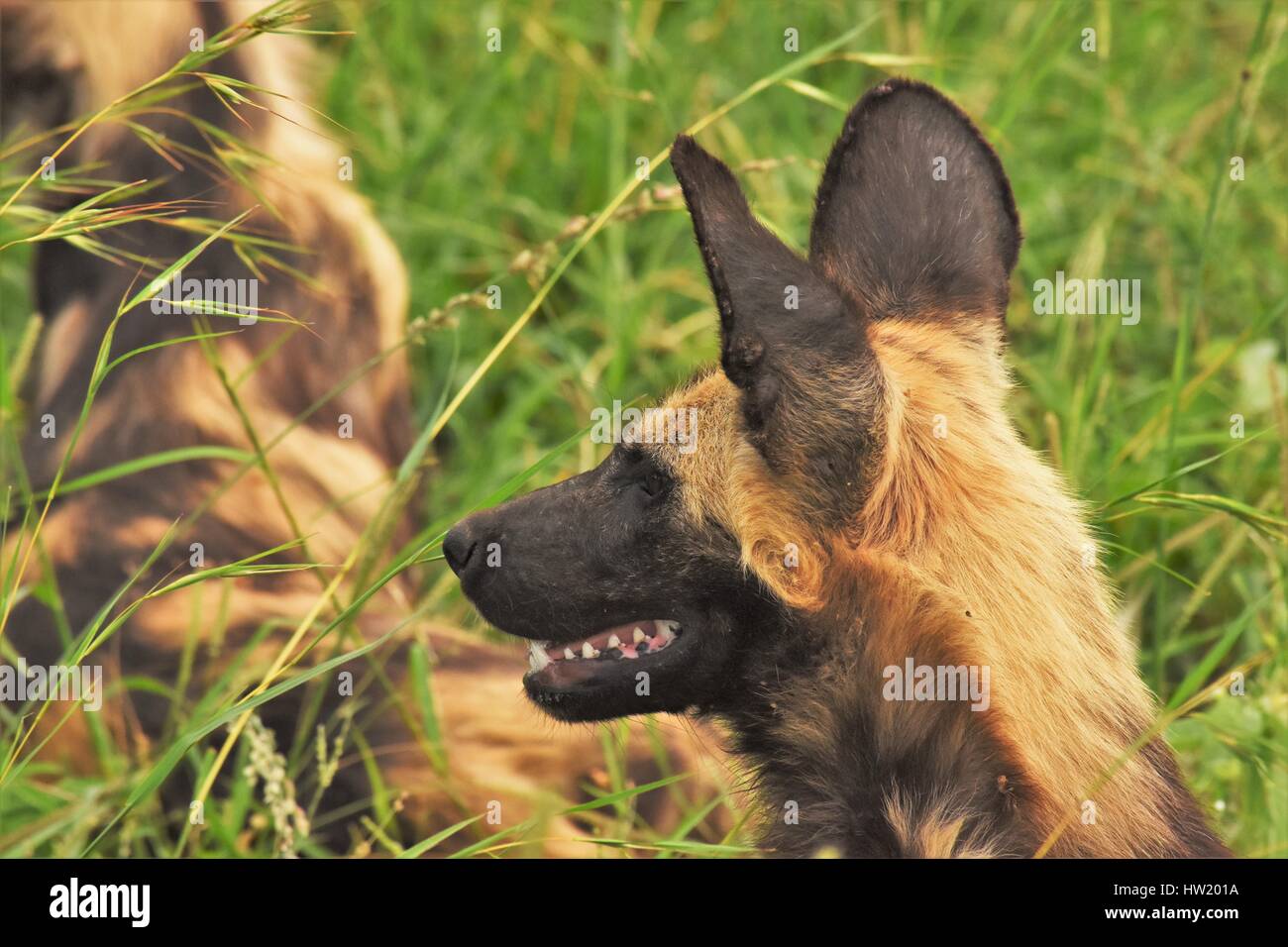 African wild dogs Stock Photo - Alamy