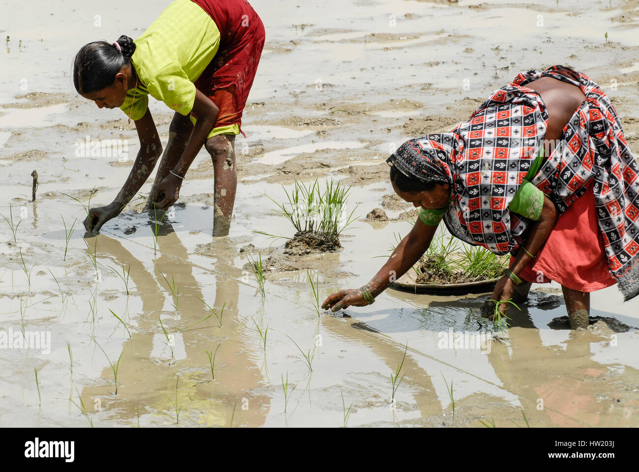 Rice plant growth High Resolution Stock Photography and Images - Alamy
